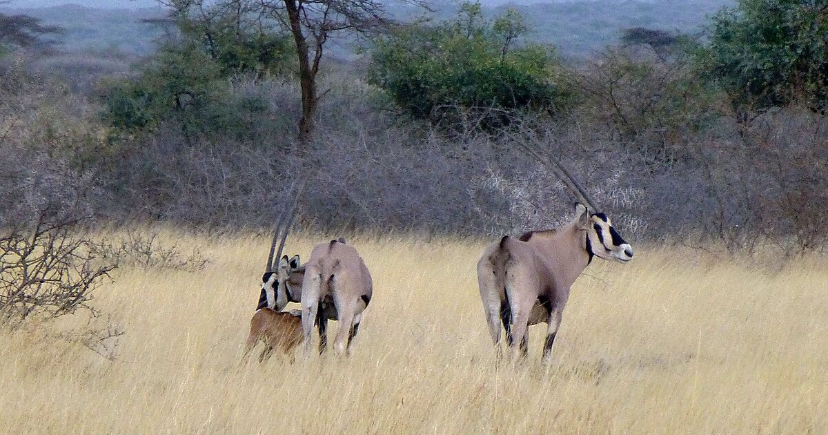 Parque nacional de Awash en Región Afar, Etiopía | Tripomatic