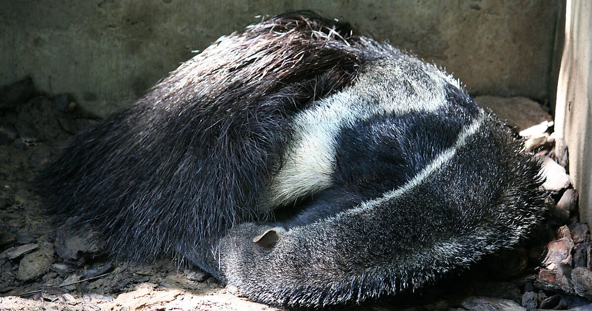 Vermilíngues em Giebichenstein, Halle (Saale), Deutschland | Tripomatic
