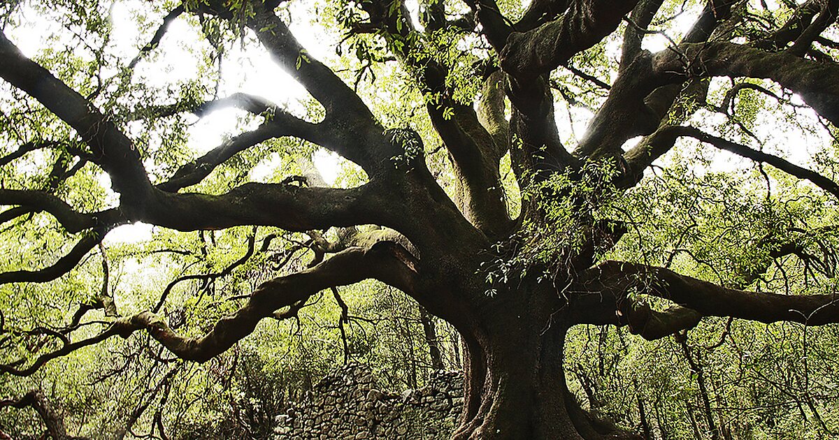 Chestnut Tree of One Hundred Horses in Sant'Alfio