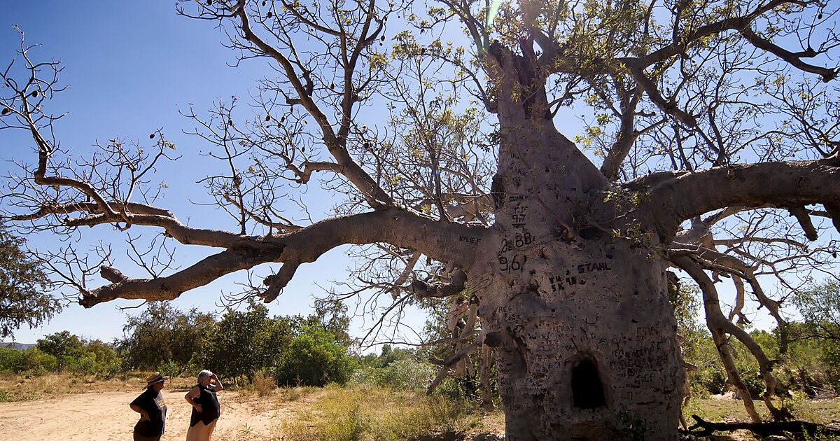 Boab Prison Tree