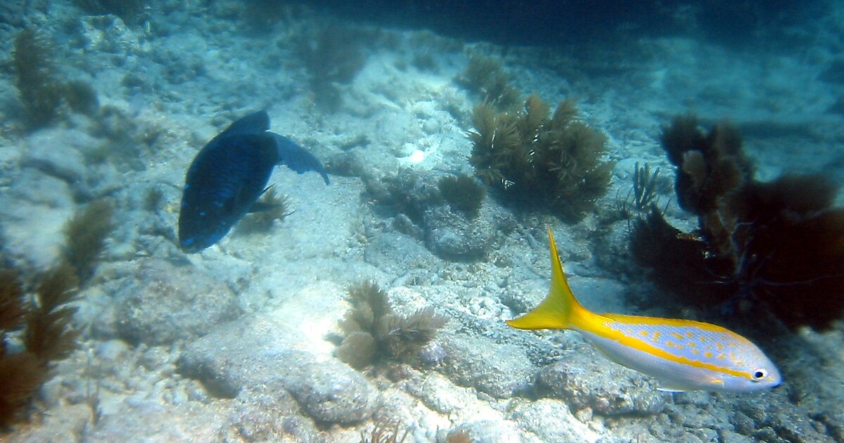 Molasses Reef in North America | Tripomatic