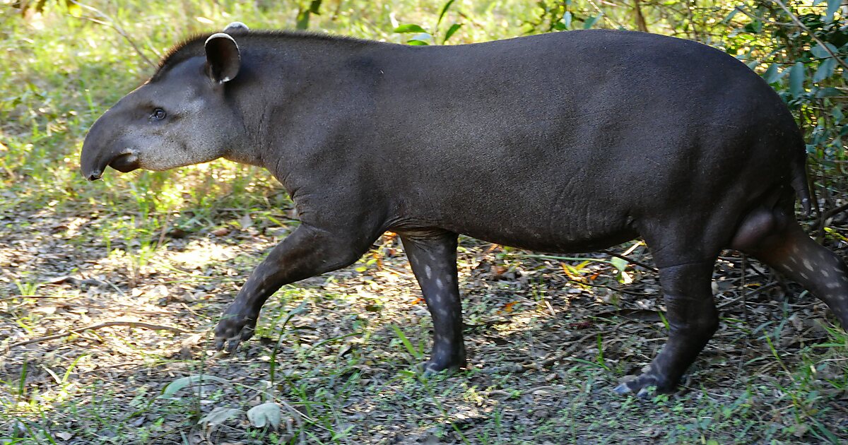 Tapir terrestre
