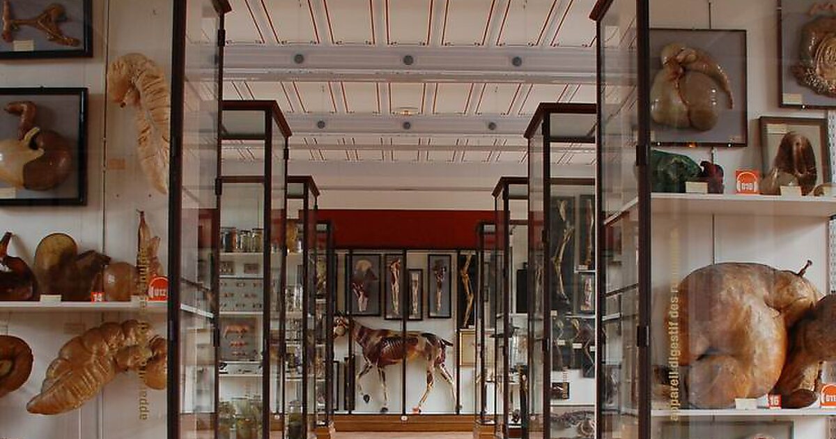 Musée Fragonard in Maisons-Alfort, Frankreich | Tripomatic