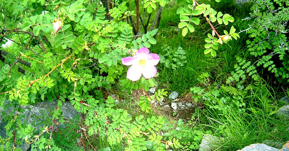 Siachen Glacier in Karakoram | Tripomatic