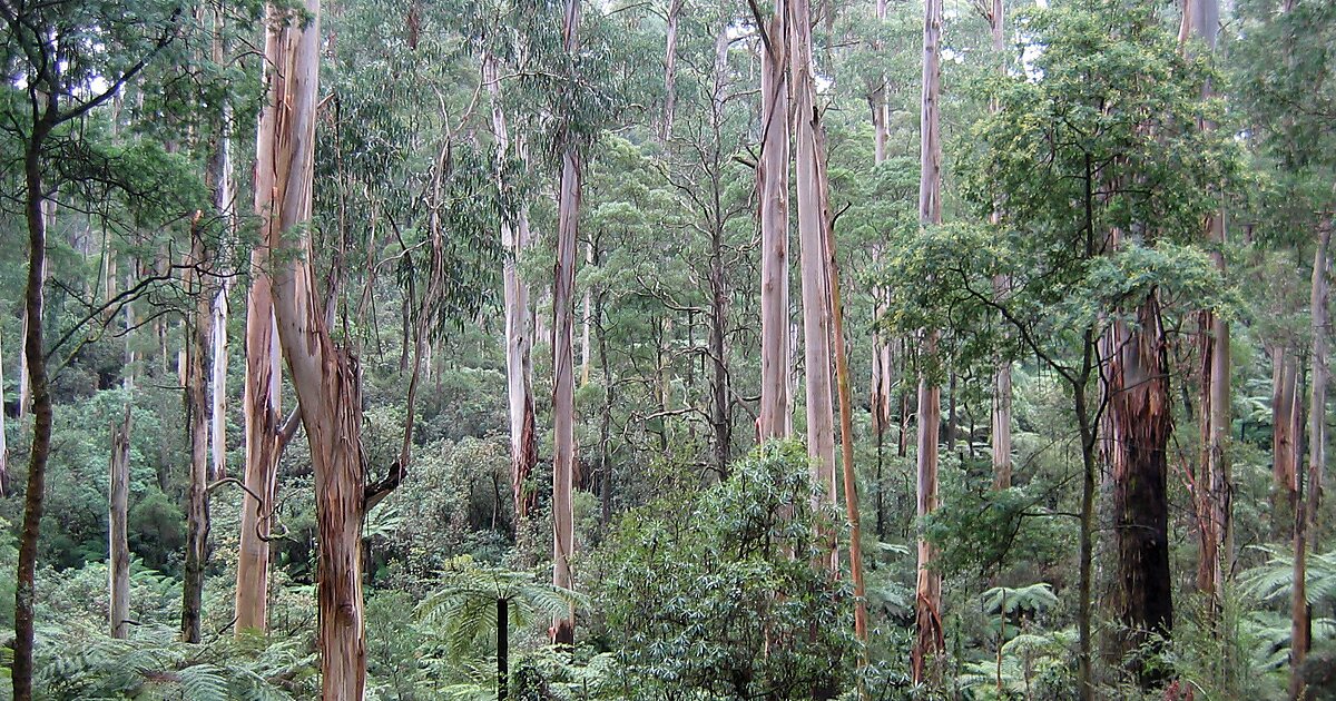 Sherbrooke Forest in Victoria, Australia | Tripomatic