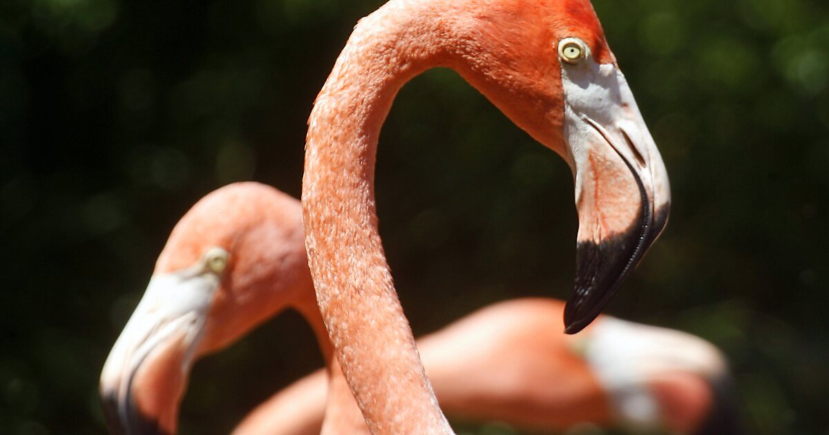 Bermuda Aquarium, Museum & Zoo in Flatts Village, Bermuda | Tripomatic