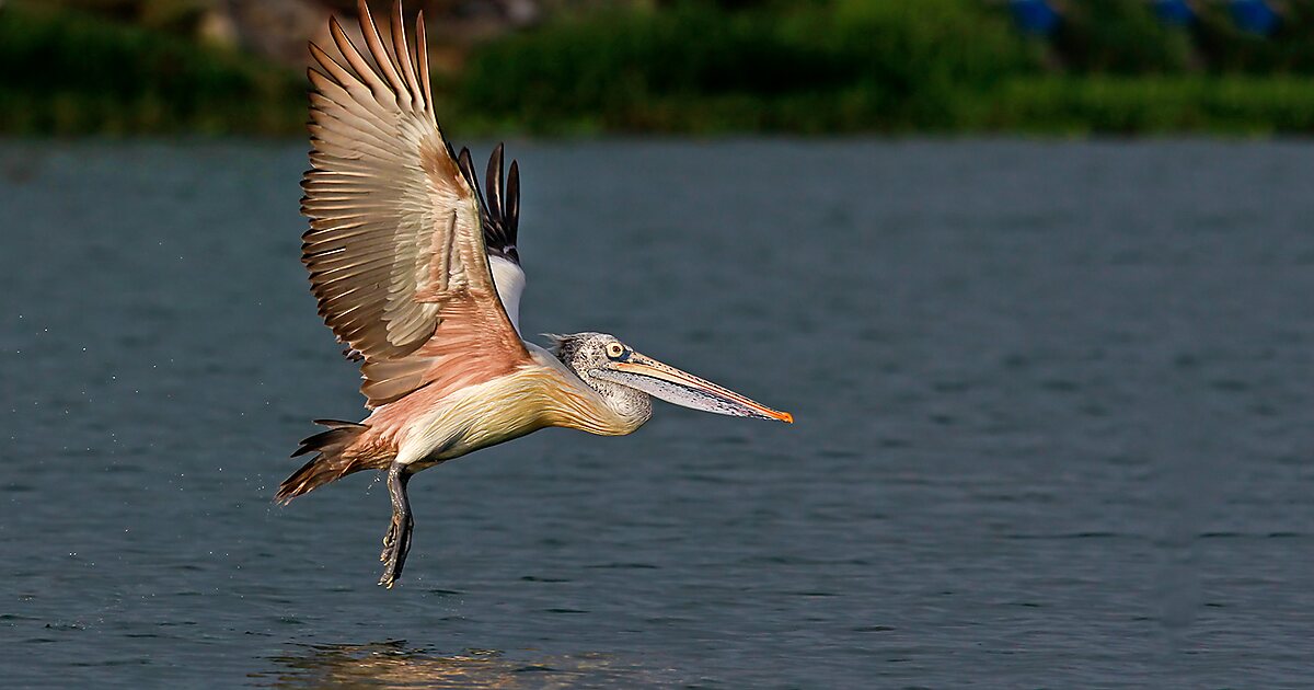 Keetham Lake in Kiraoli, India | Tripomatic