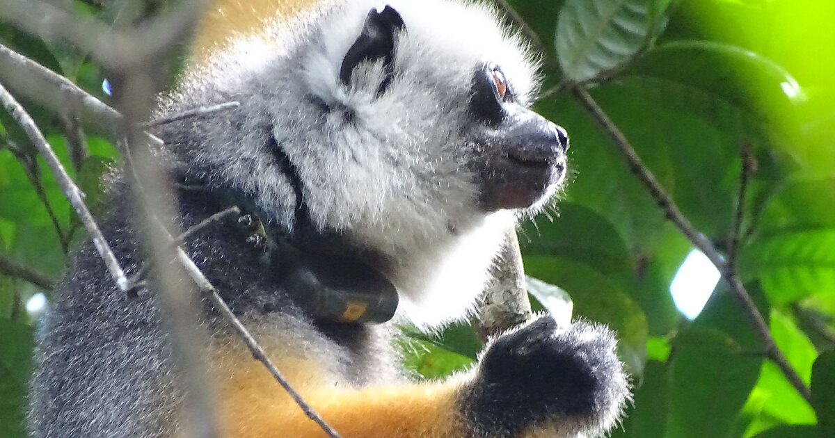 Parque nacional de Andasibe-Mantadia en Madagasikara, Madagascar | Tripomatic