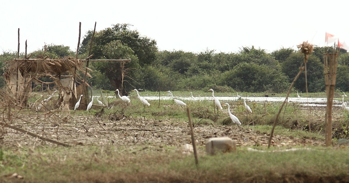 Prek Toal Bird Sanctuary en Camboya | Tripomatic