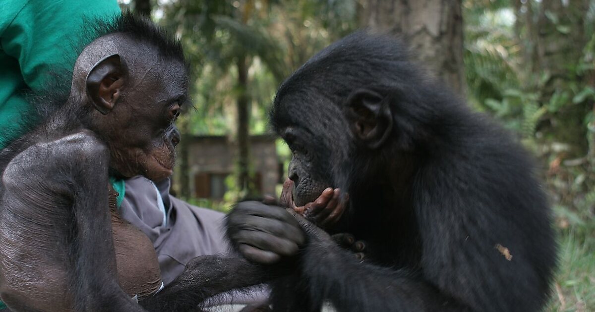 Lola ya Bonobo in Kinshasa | Tripomatic