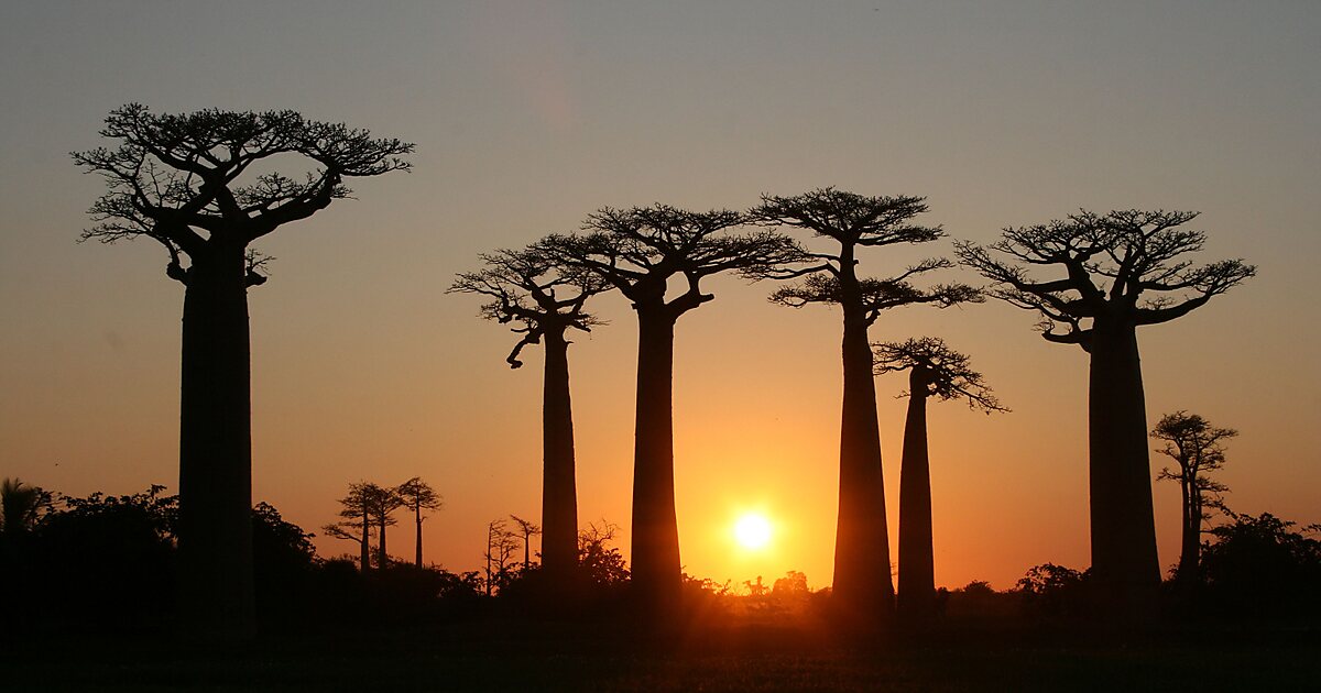 Baobabs amoureux - Madagasikara, Madagascar | Tripomatic