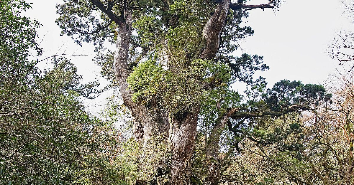 Jōmon Sugi cedar in Yakushima, Kagoshima, Japan | Tripomatic