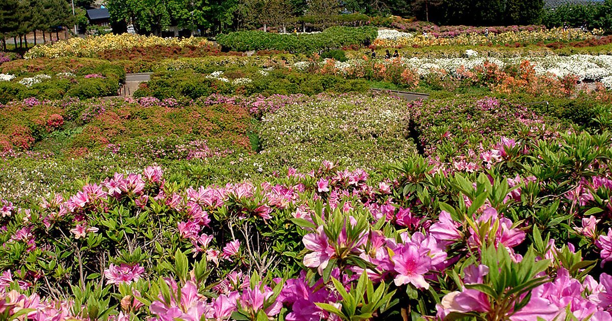 Nishi-Sagae Station in Sagae, Japan | Tripomatic