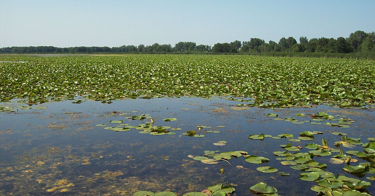 Tobico Marsh in Michigan, United States | Tripomatic