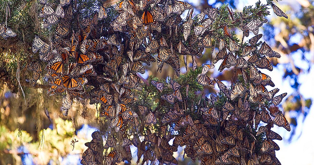 Monarch Grove Sanctuary in Pacific Grove, California, United States ...