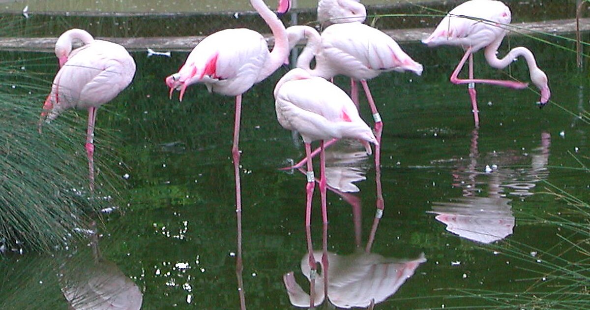 Berne Animal Park in Kirchenfeld, Bern, Schweiz/Suisse/Svizzera/Svizra ...