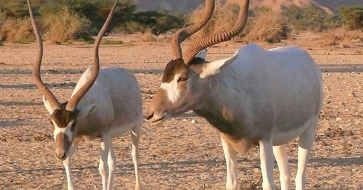 Tibesti Mountains in Tibesti Region, Chad | Tripomatic