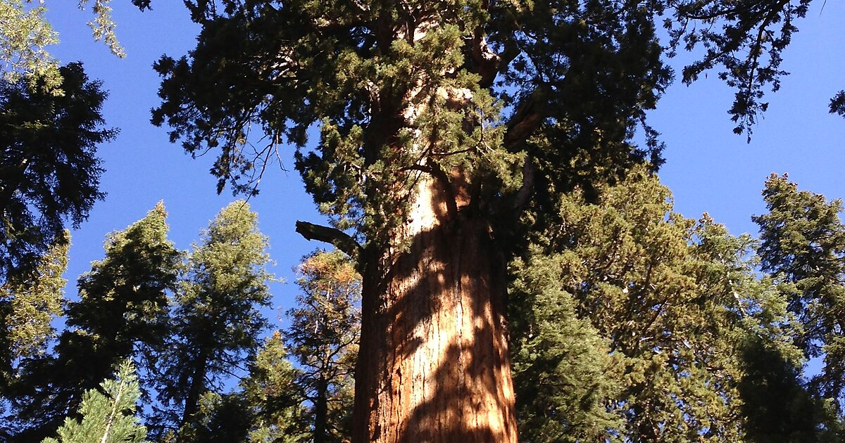 General Sherman Tree in Tulare County, California, United States ...