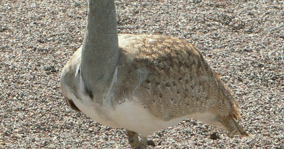 Chott Melrhir - Maghreb, Algeria | Tripomatic