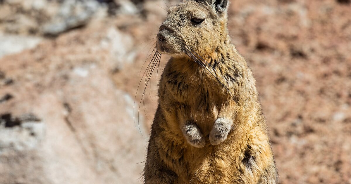 Reserva Nacional de Fauna Andina Eduardo Avaroa en Bolivia | Tripomatic