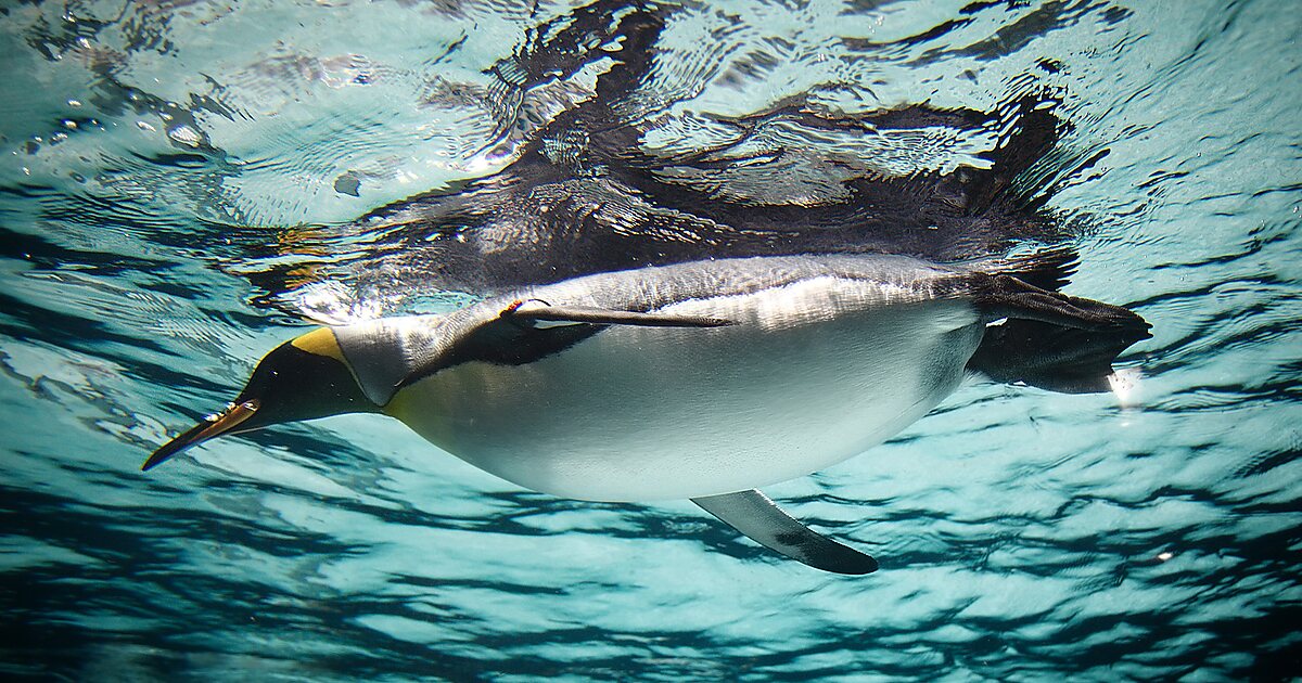 SEA LIFE Melbourne Aquarium in Melbourne, Australia | Tripomatic