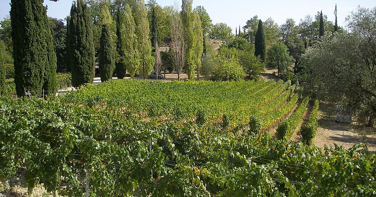 Bellet Vineyard in Nice, France | Tripomatic