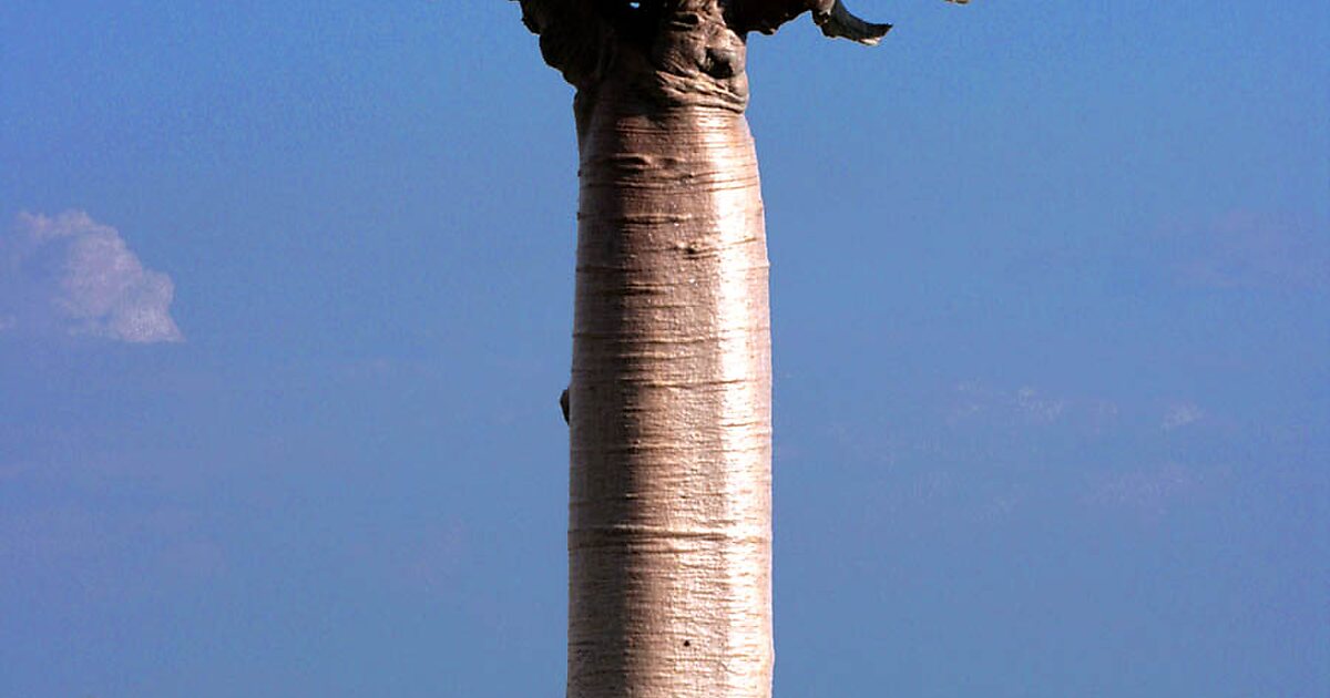 Morondava in Madagascar | Tripomatic