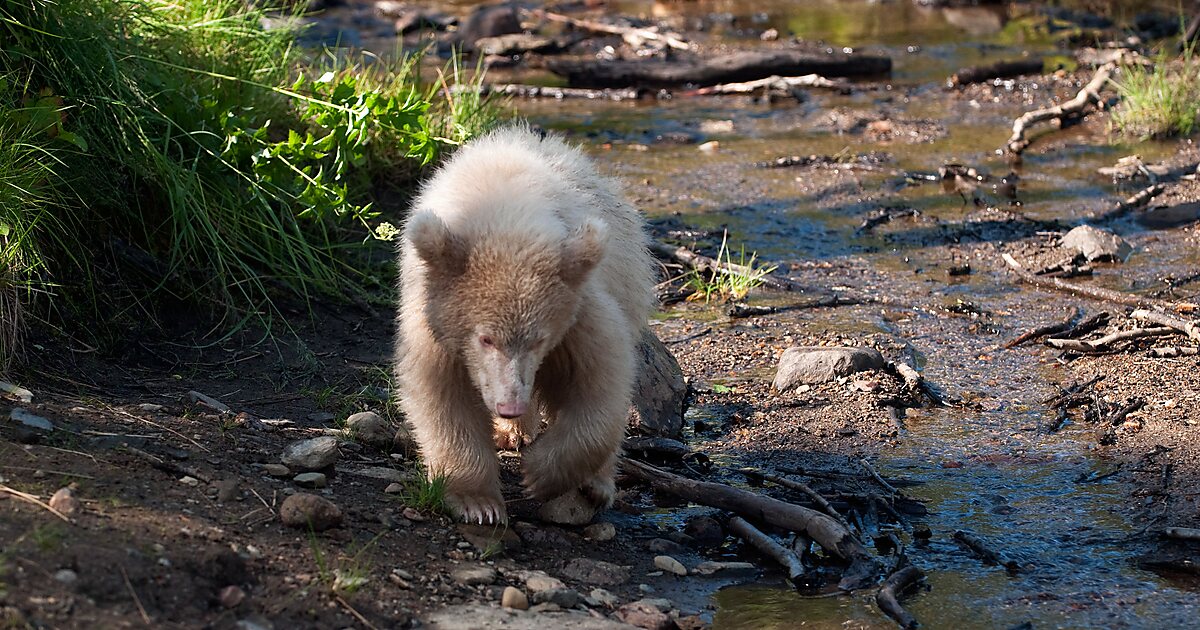 Polar Zoo in Salangsdalen