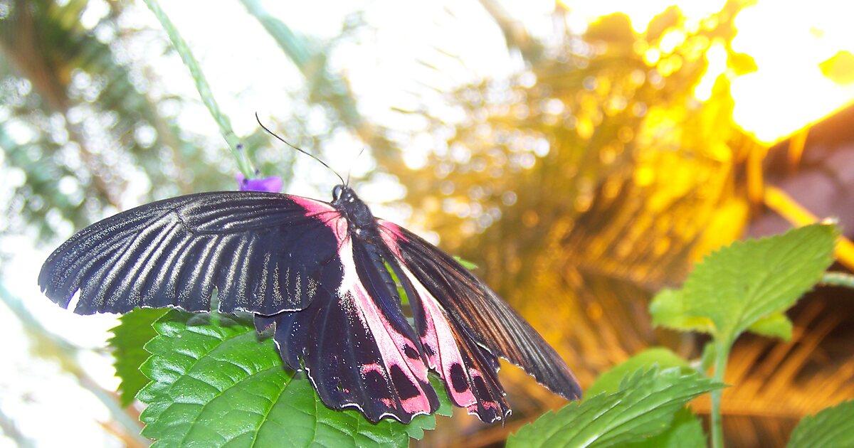 Victoria Butterfly Gardens in Central Saanich, Canada | Tripomatic