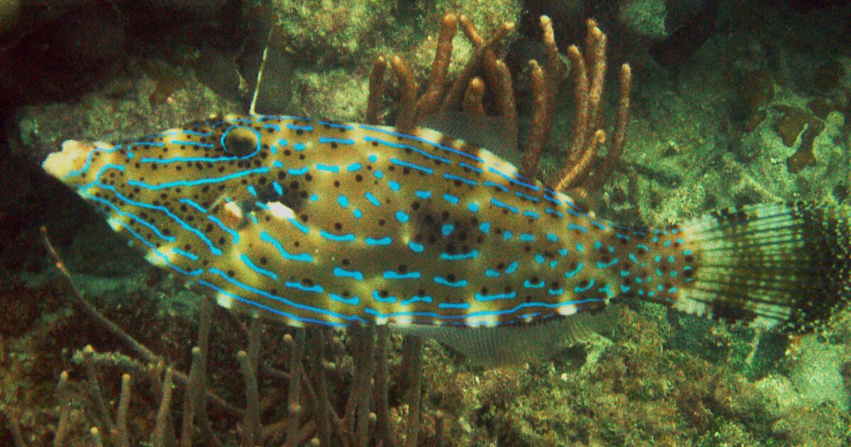 Phosphorescent Bay in Cuba | Tripomatic