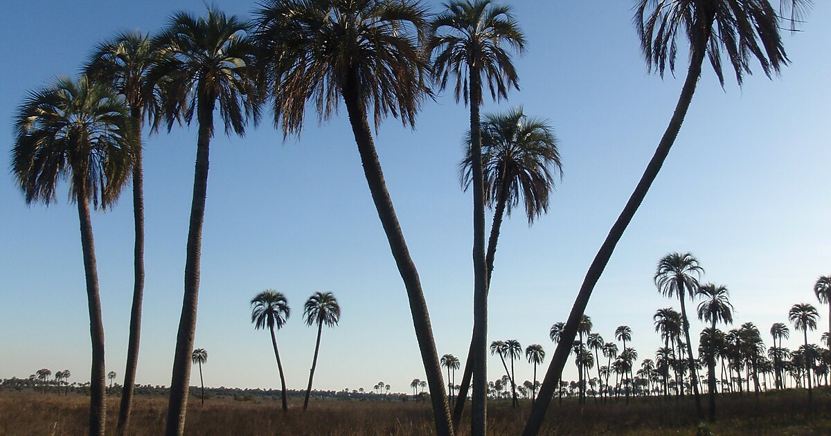 El Palmar National Park in Entre Ríos Province, Argentina | Tripomatic