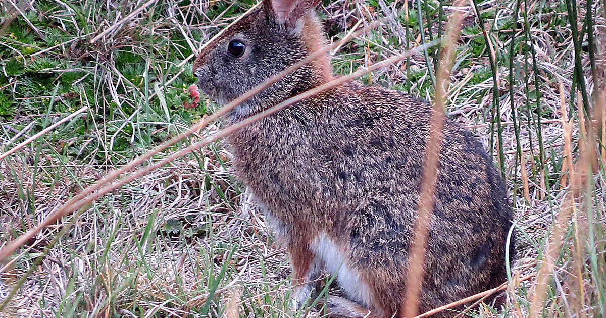 Reserva Ecológica El Ángel en Ecuador | Tripomatic