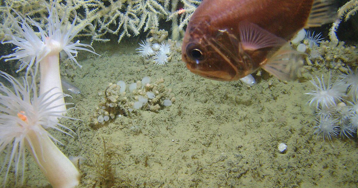 Black Coral Reef in Saint Kitts and Nevis | Sygic Travel
