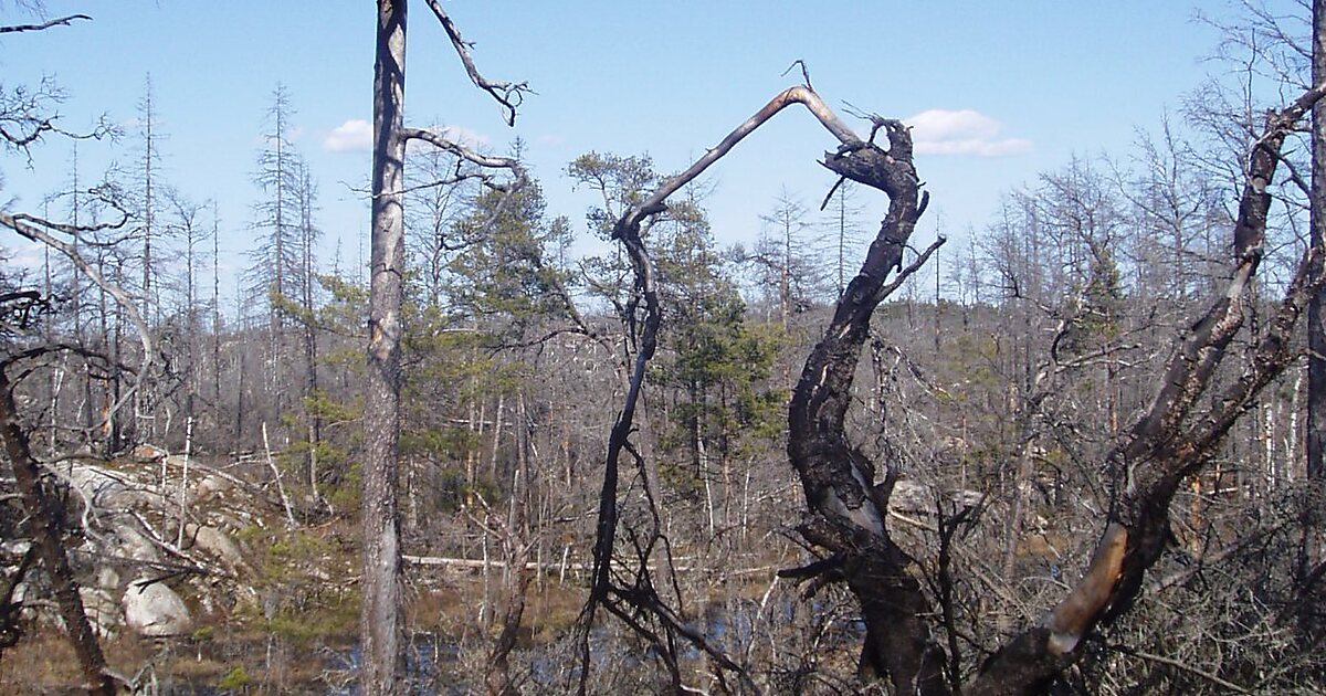 Tyresta National Park in Södertörn, Sweden | Tripomatic
