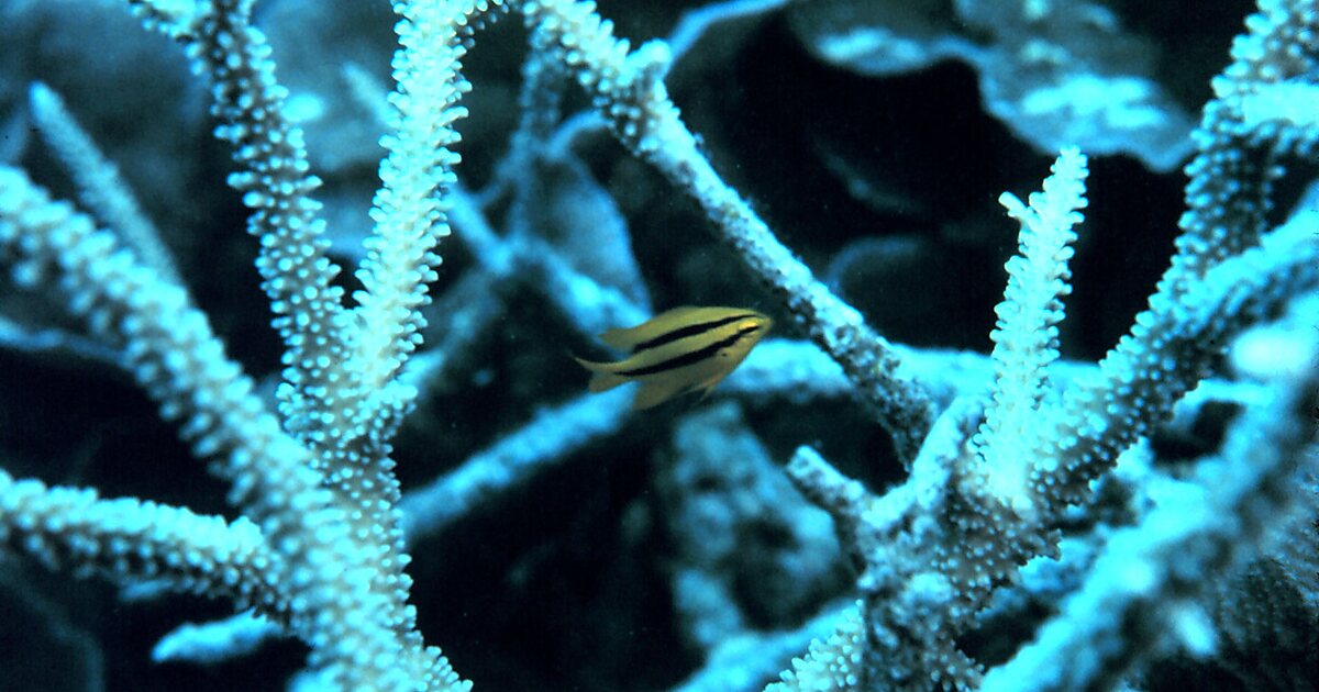 Anna Reef in Trinidad and Tobago | Tripomatic