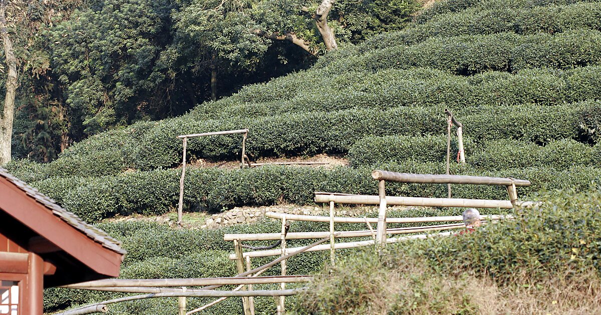 Longjing Tea Fields in Hangzhou, China | Tripomatic