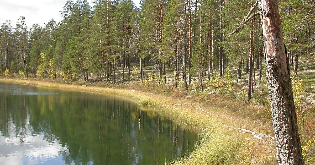 Rokua National Park in Vaala, Finland | Tripomatic