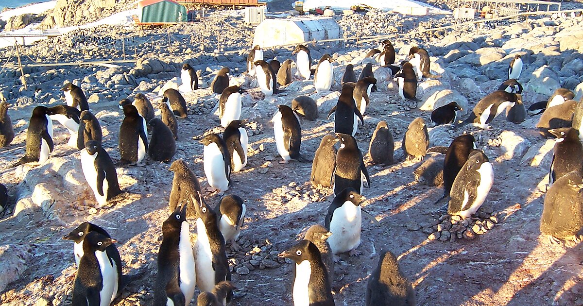 Dumont d'Urville Station in Antarctica | Tripomatic