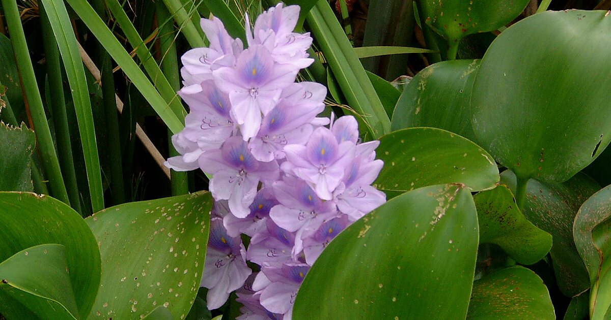 Parque Nacional Río Pilcomayo em Formosa, Argentina | Tripomatic