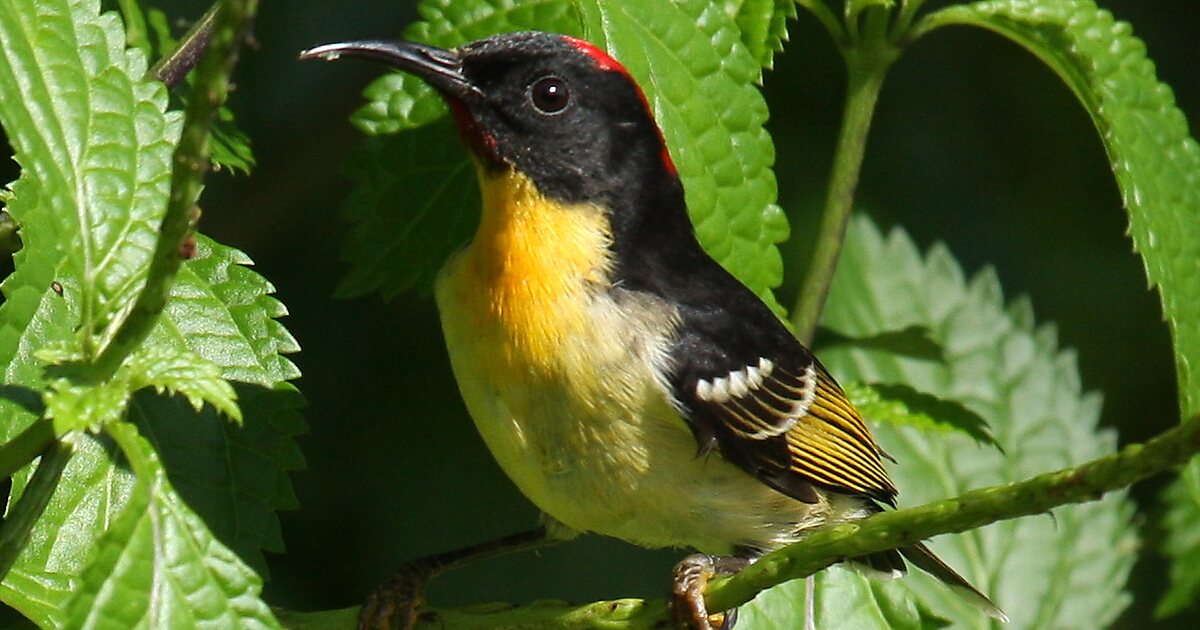 Lakeba Island in Fiji | Tripomatic