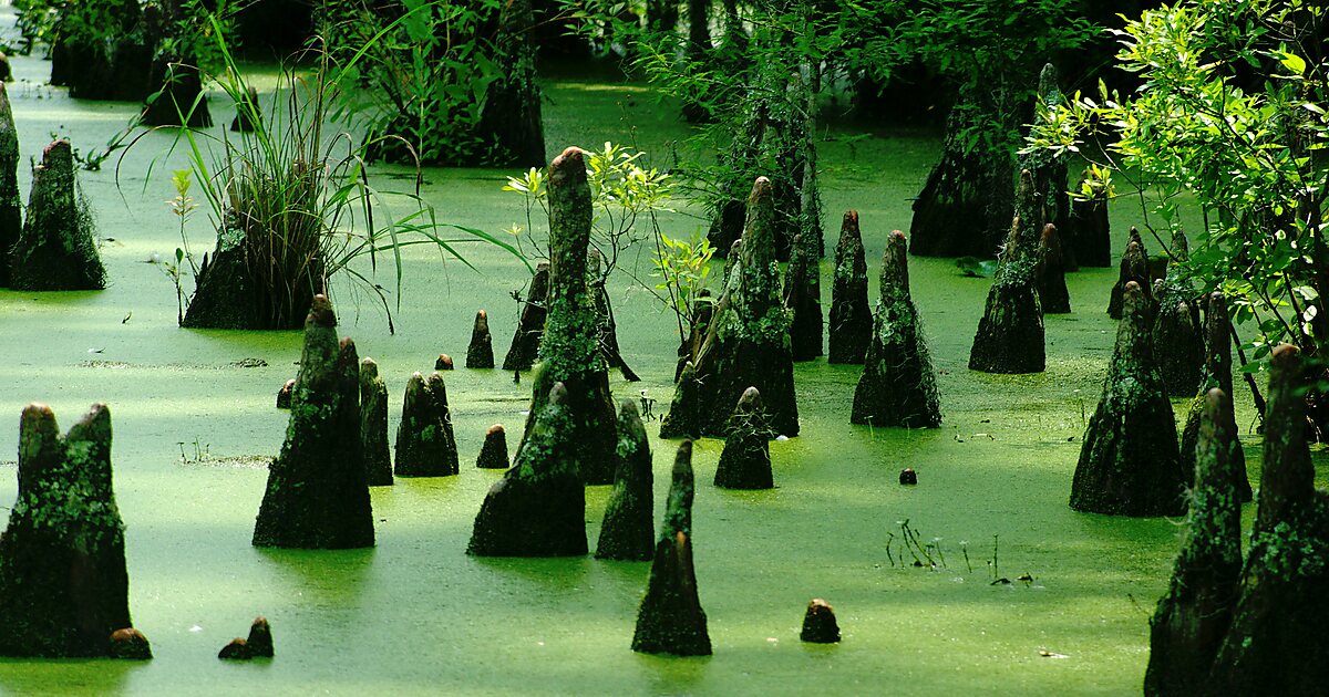 Cypress Gardens in South Carolina, United States | Tripomatic