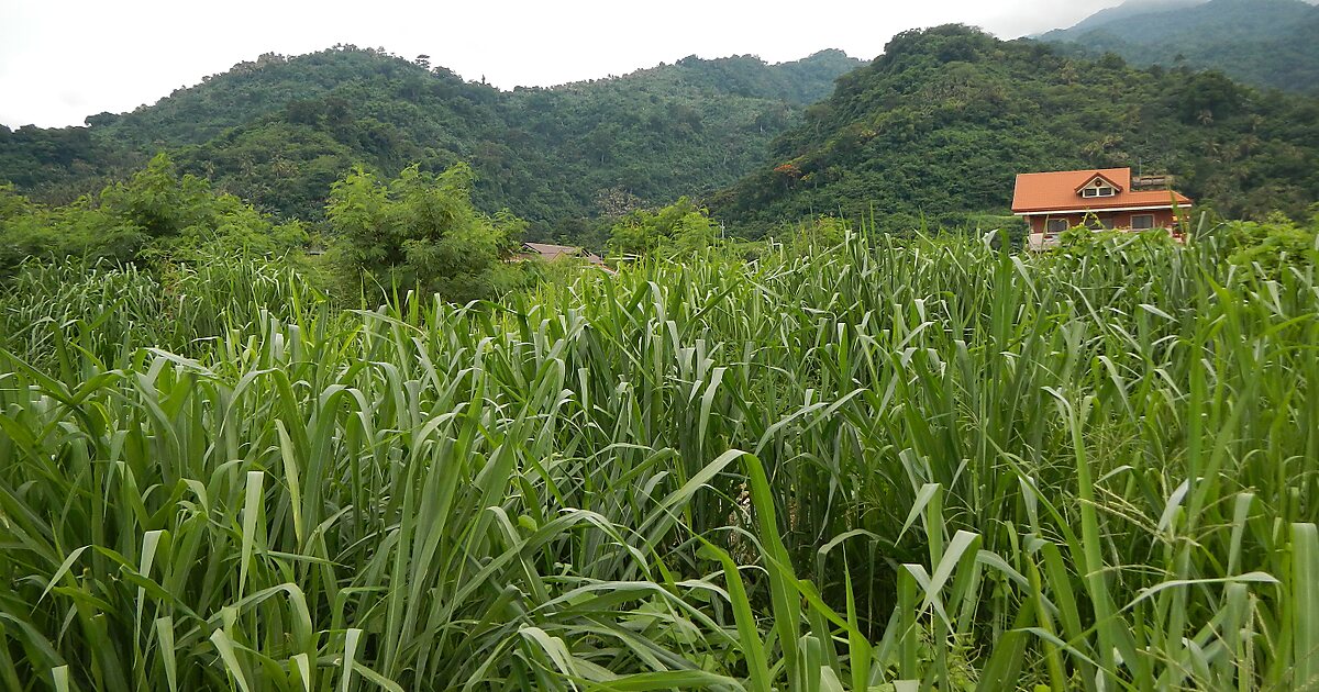 Makiling in Calamba, Laguna, Philippines | Tripomatic