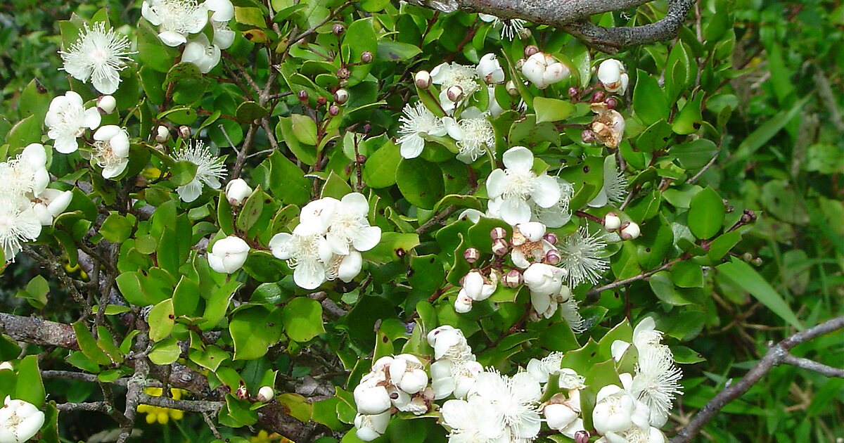 Luma apiculata in Valdivia, Chile | Tripomatic