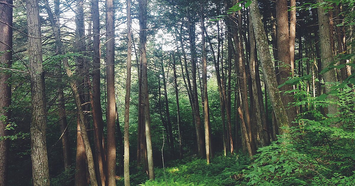 Moon Lake State Forest Recreation Area in Luzerne County, Pennsylvania ...
