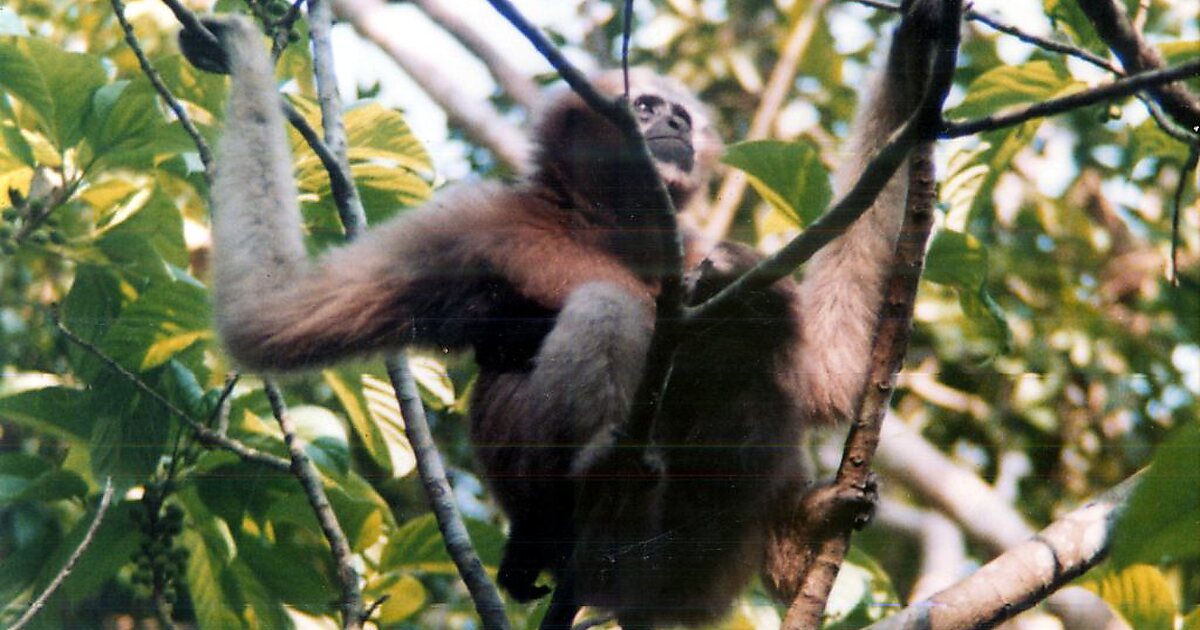Gibbon in Mosman, New South Wales, Sydney, Australia | Tripomatic