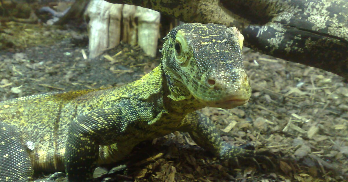 Komodo dragon in Mosman, New South Wales, Sydney, Australia | Tripomatic