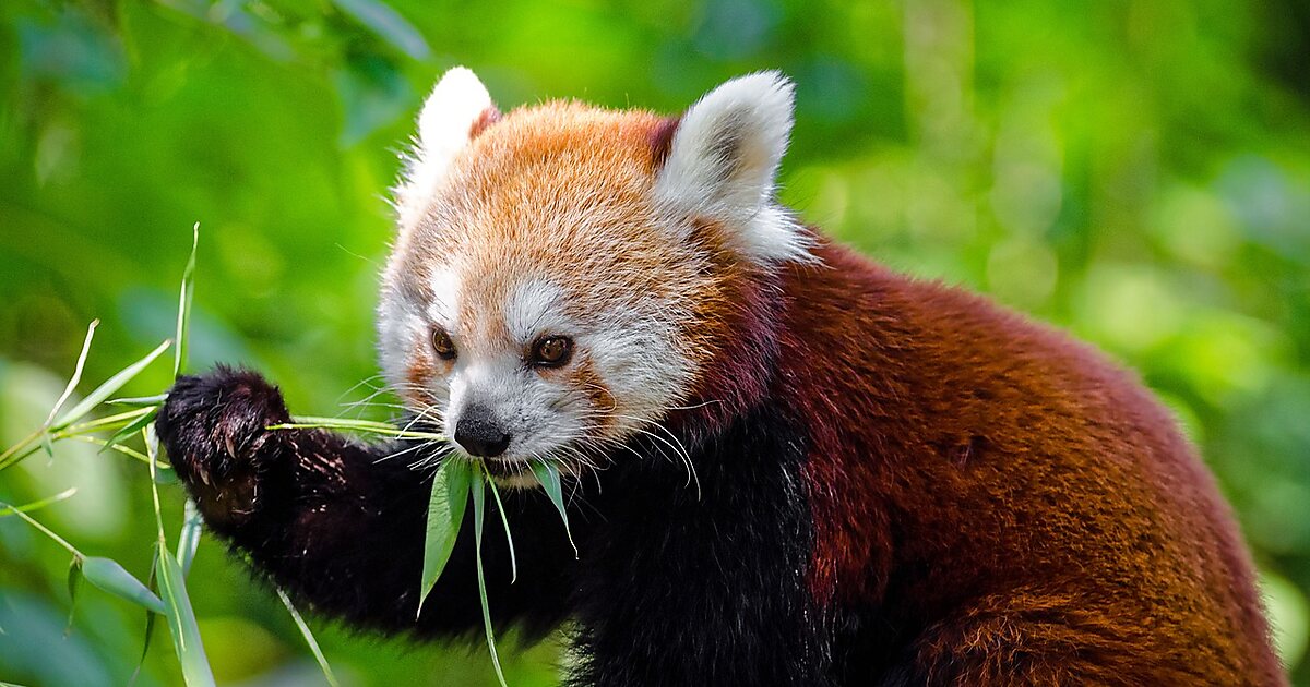 Red Panda in Mosman, New South Wales, Sydney, Australia | Tripomatic