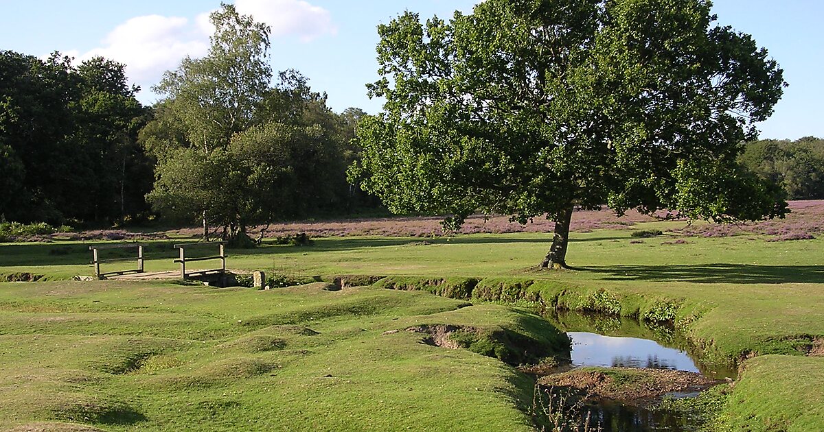 New Forest in Minstead, Vereinigtes Königreich | Tripomatic