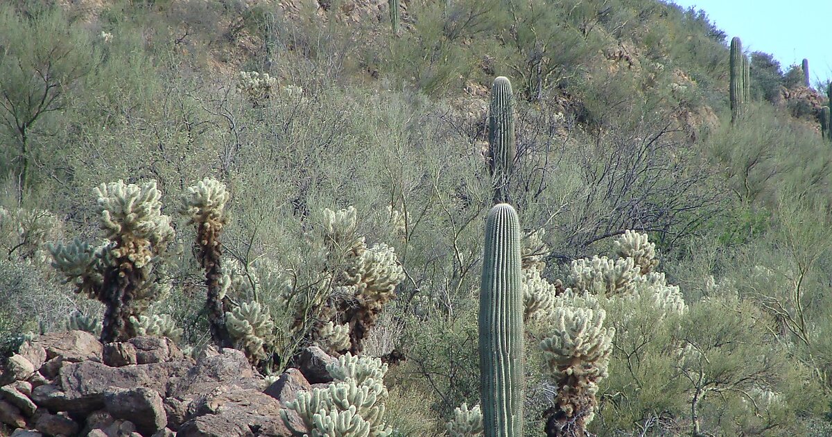 Tucson Mountain Park in Pima County, Arizona | Tripomatic