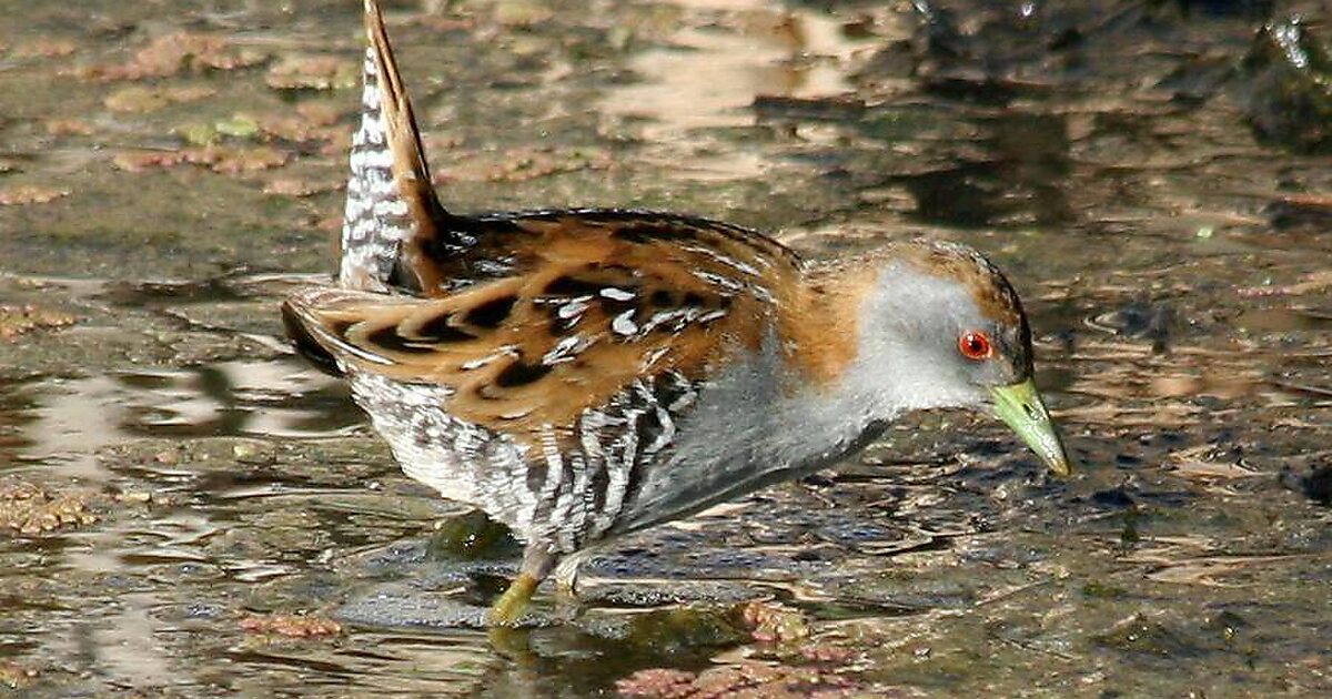 Thomsons Lake in Australia | Tripomatic